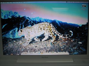 SOLVED: Screen Discoloration, color distortion, help deciding what to ...