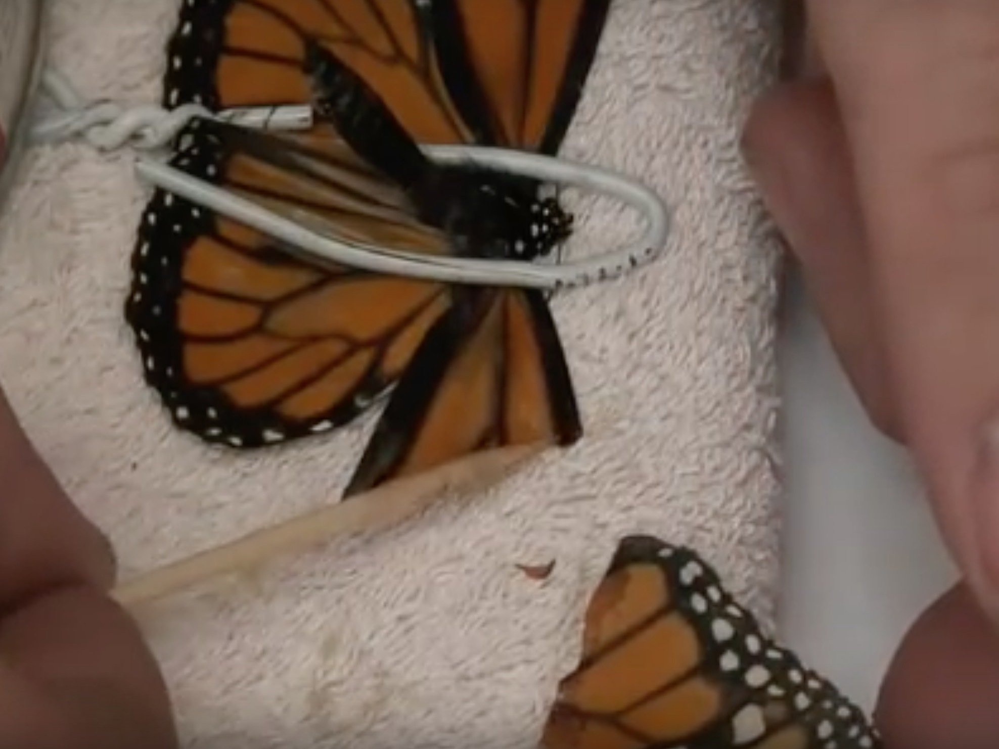 Butterfly Wing Replacement - iFixit Repair Guide